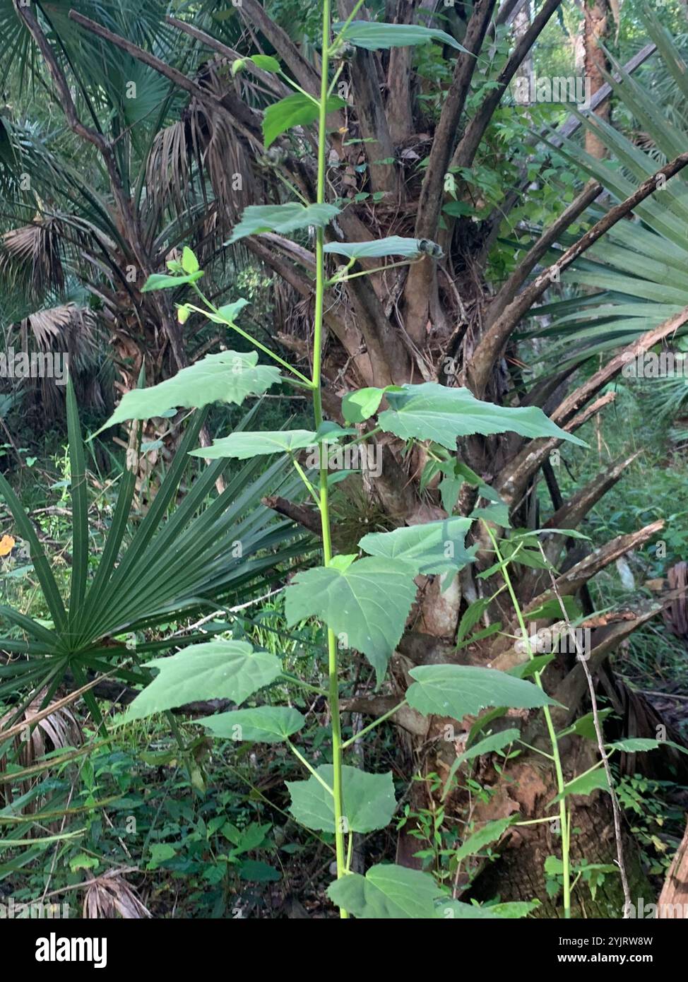 Saltmarsh mallow (Kosteletzkya pentacarpos Stock Photo - Alamy