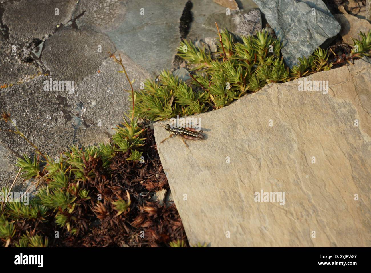 Buckell's Timberline Grasshopper (Buckellacris nuda Stock Photo - Alamy