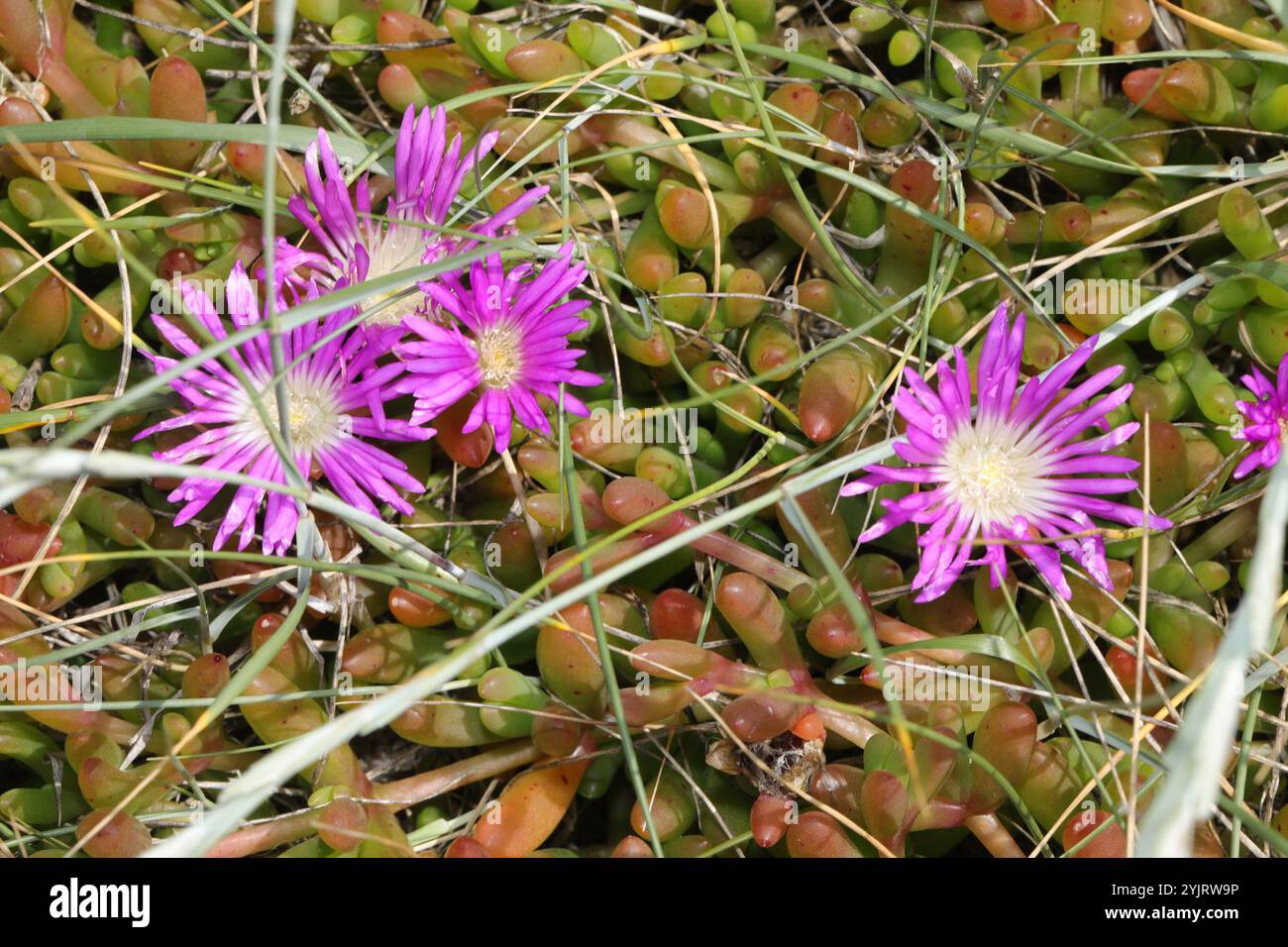 Purple Dewplant (Disphyma crassifolium Stock Photo - Alamy