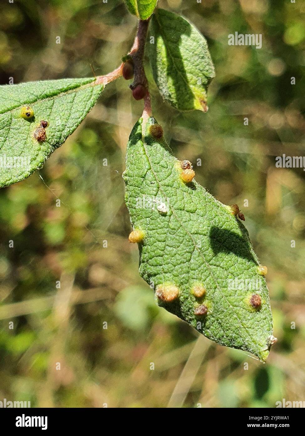Willow Bead Gall Mite (Aculus tetanothrix Stock Photo - Alamy
