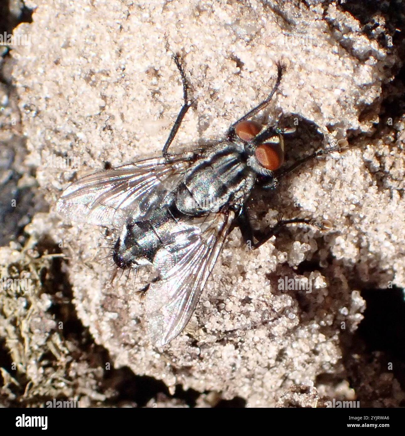 Common Flesh Flies (Sarcophaga Stock Photo - Alamy