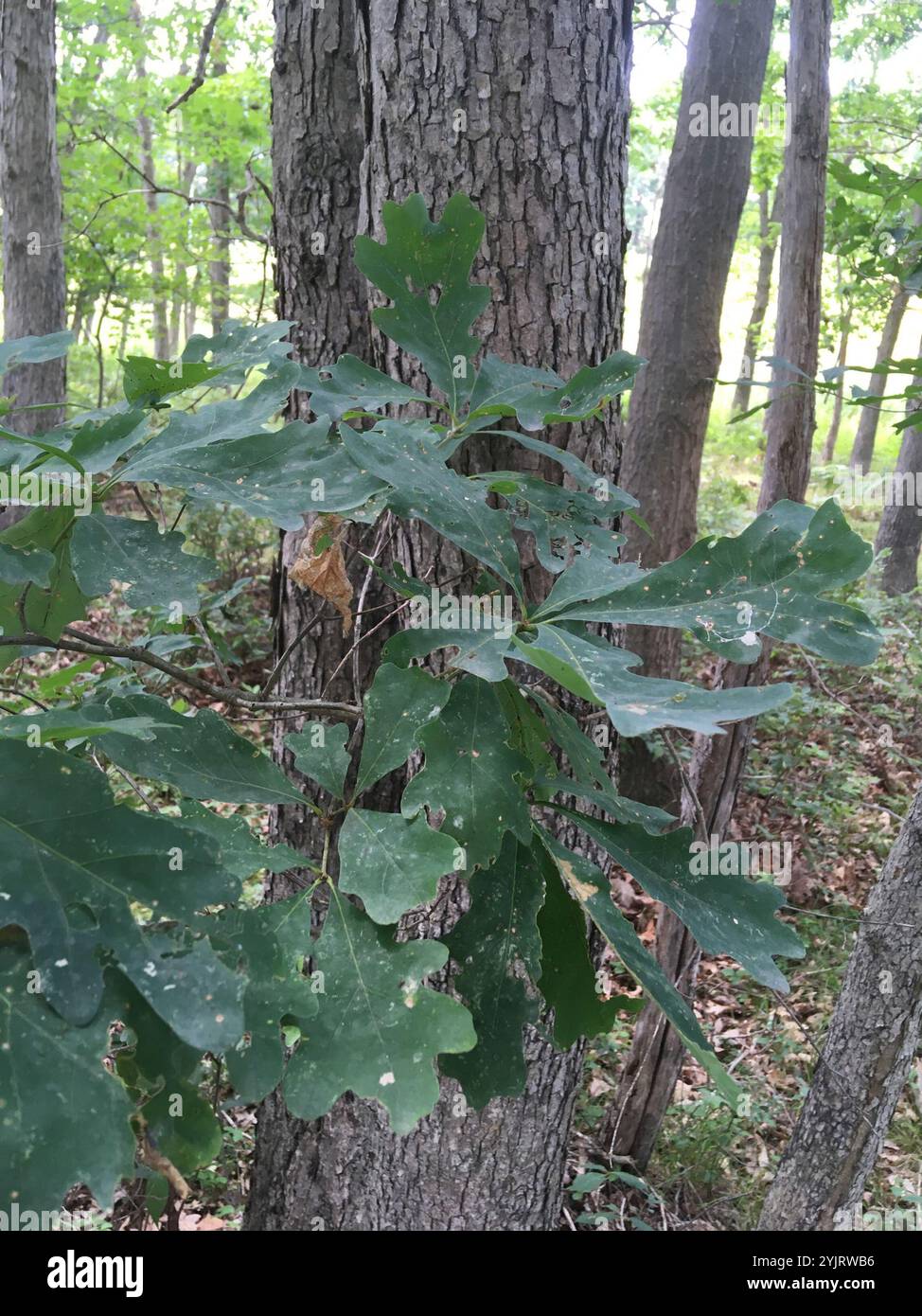 white oak (Quercus alba Stock Photo - Alamy