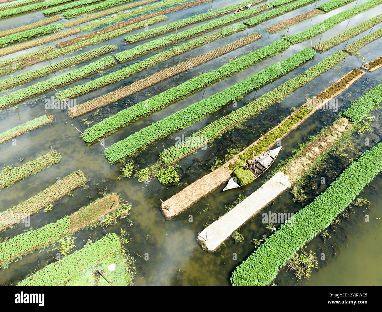 Farmers in low laying areas in Bangladesh choose floating farming ...