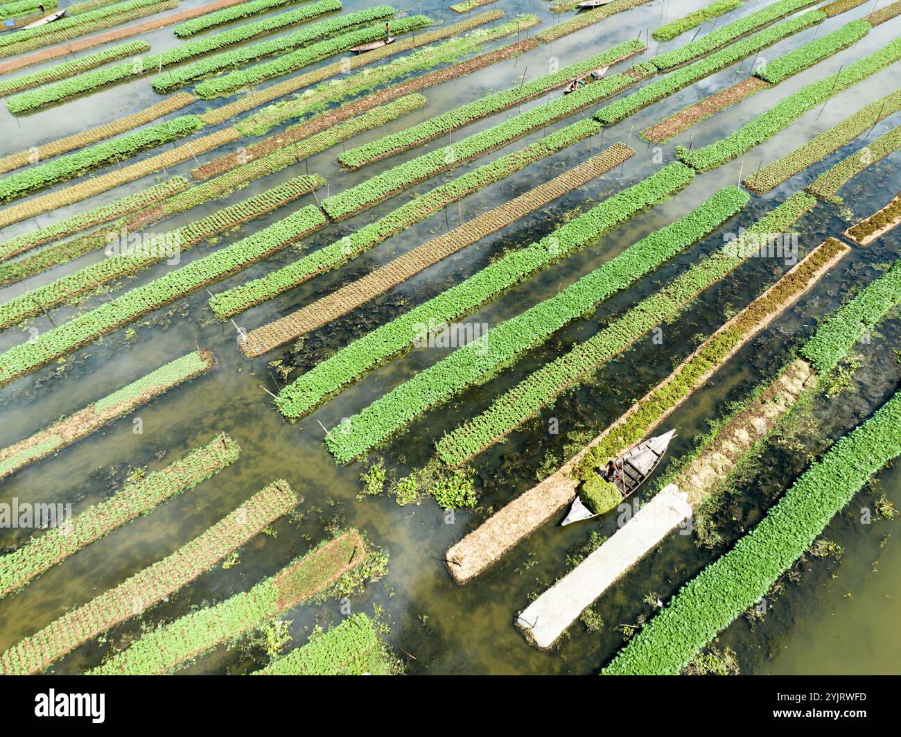 Farmers in low laying areas in Bangladesh choose floating farming ...