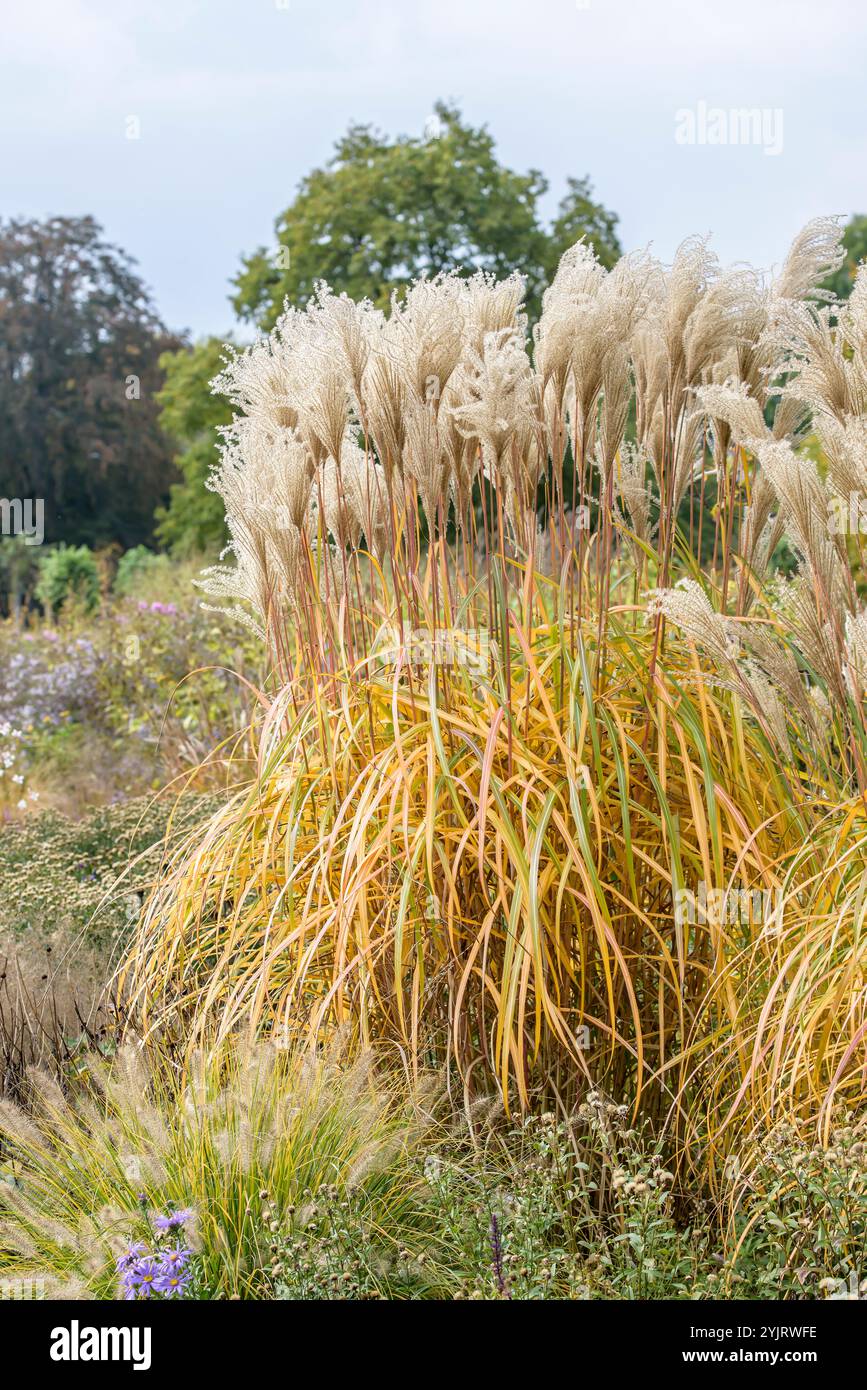 Chinaschilf Miscanthus sinensis Malepartus, Miscanthus sinensis ...