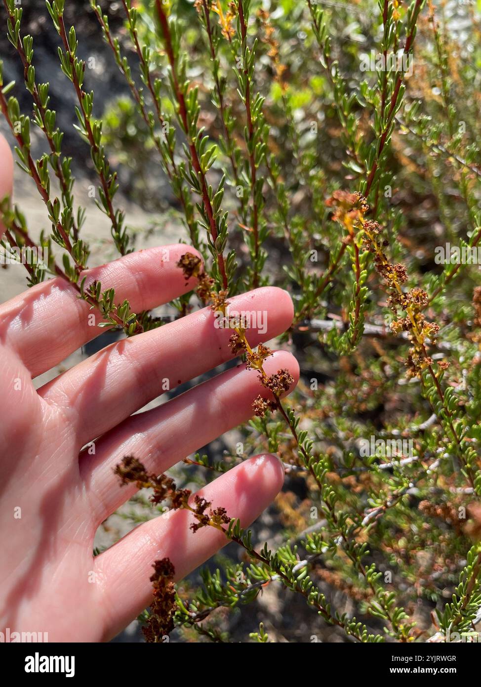 chamise (Adenostoma fasciculatum Stock Photo - Alamy