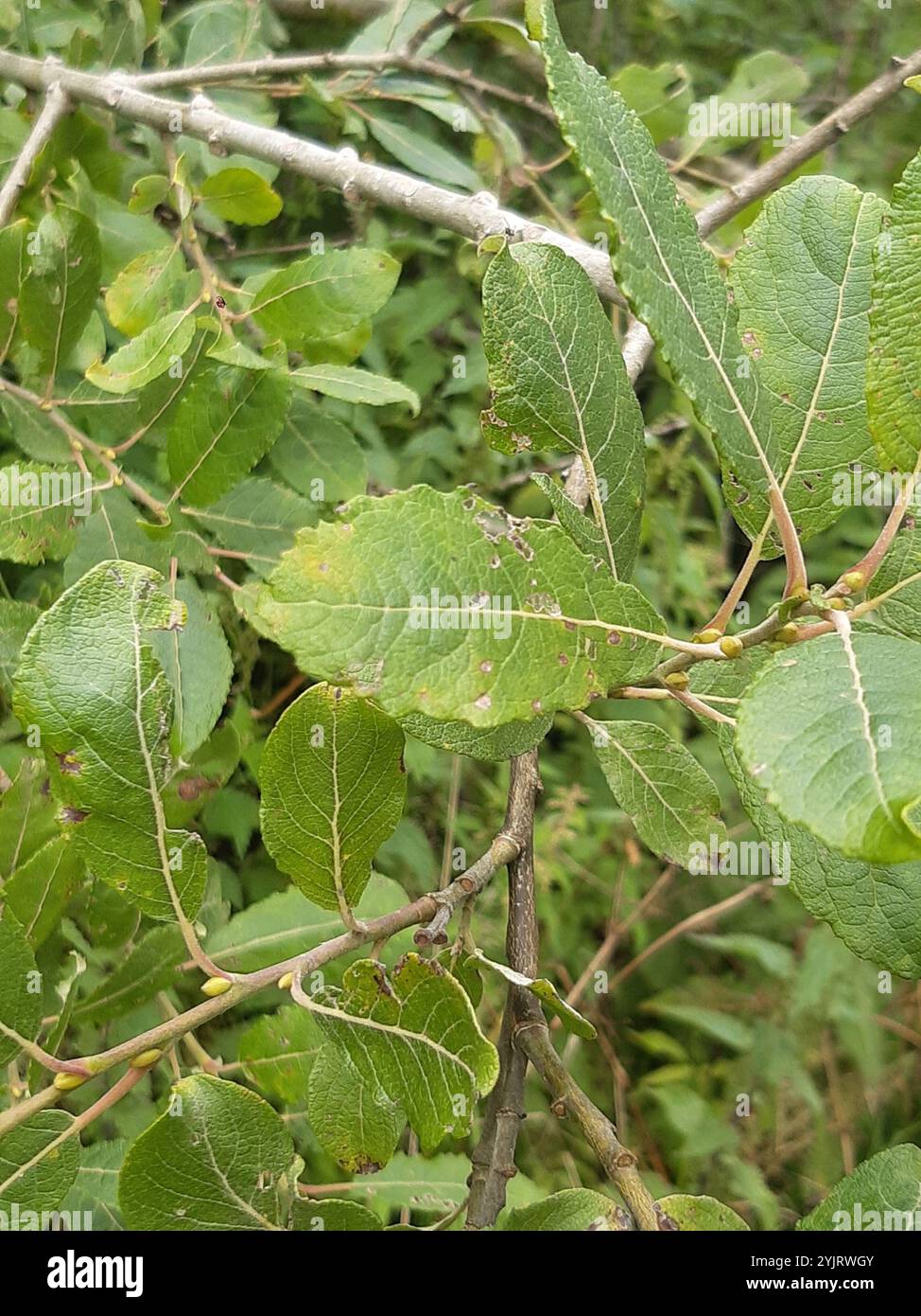 Vetrix hi-res stock photography and images - Alamy