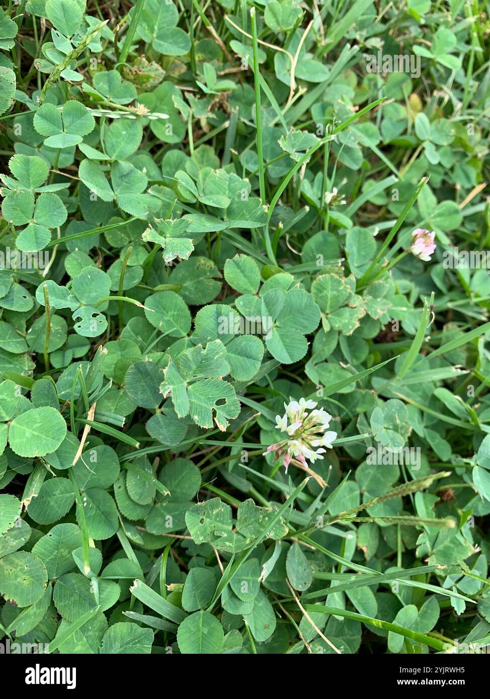 white clover (Trifolium repens Stock Photo - Alamy