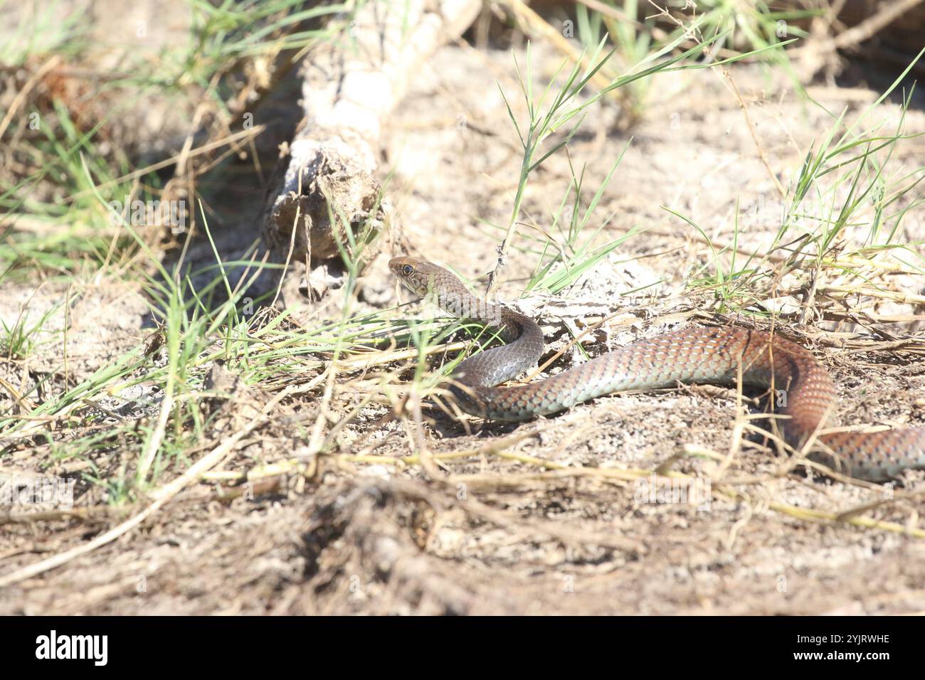 Lesser Black Whipsnake (Demansia vestigiata Stock Photo - Alamy
