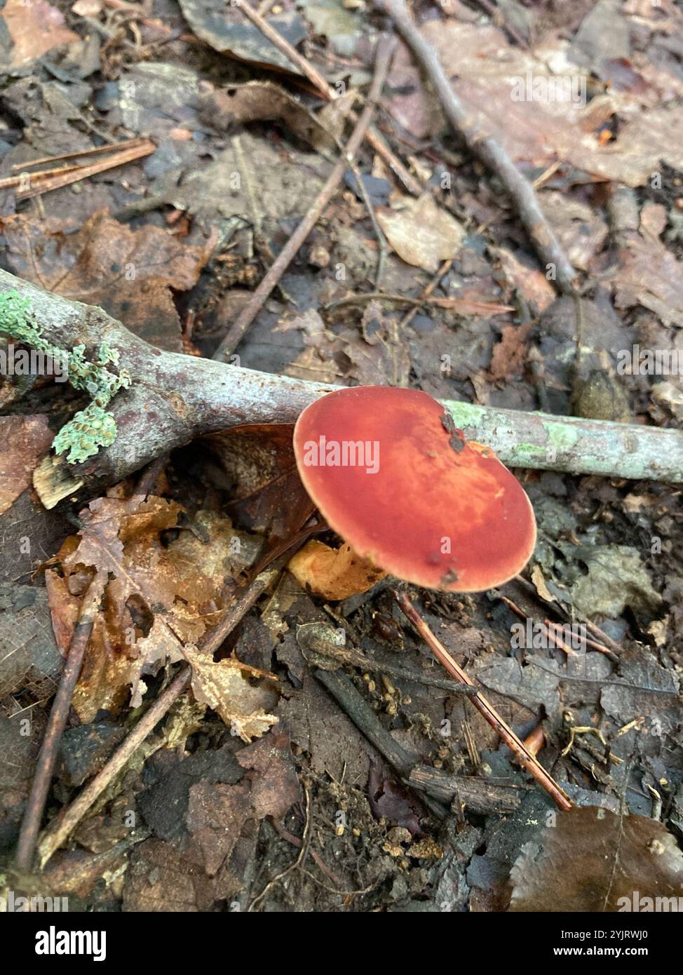 Ruby Bolete (Hortiboletus rubellus Stock Photo - Alamy