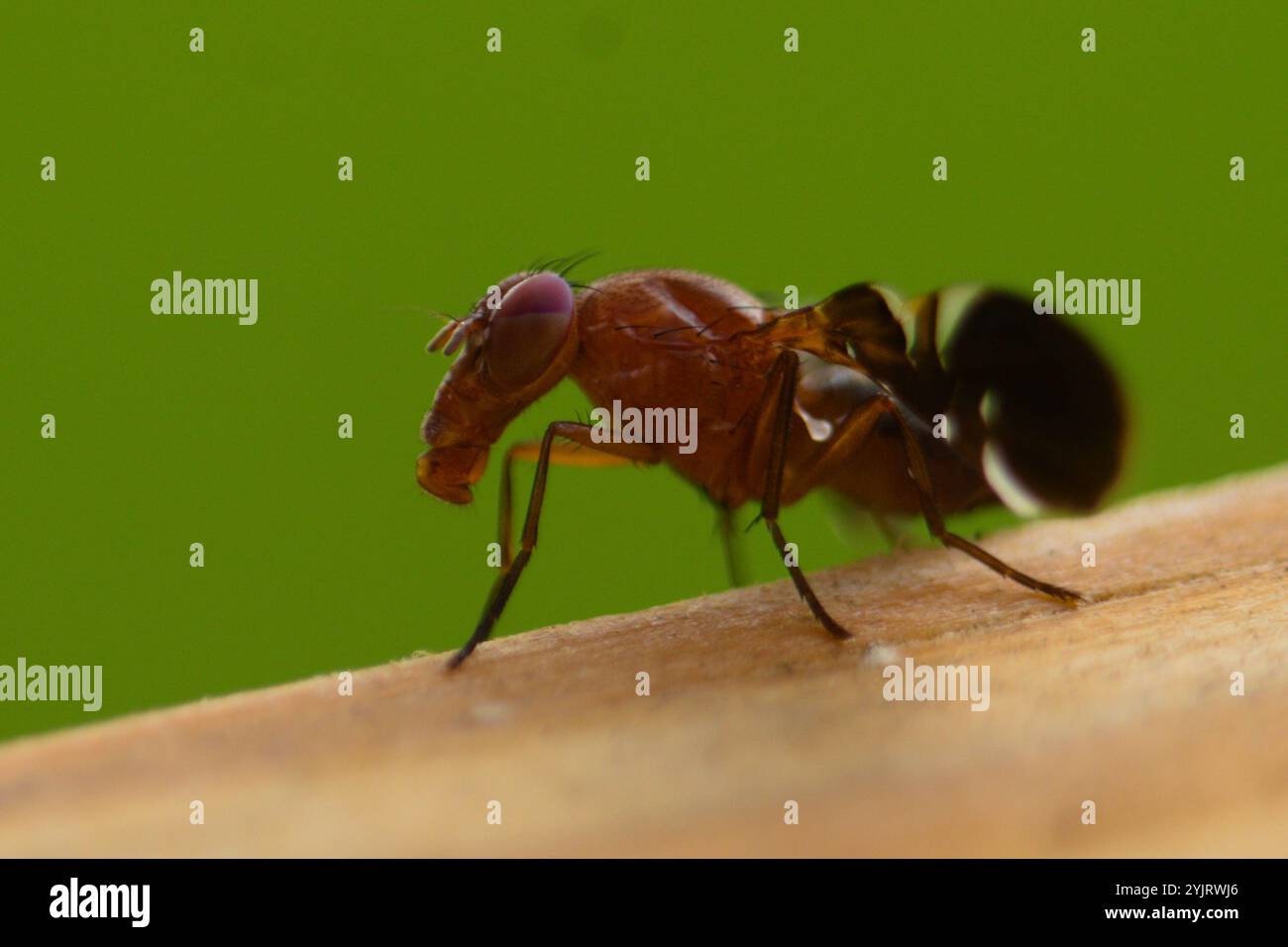 Common Picture-winged Fly (Delphinia picta Stock Photo - Alamy