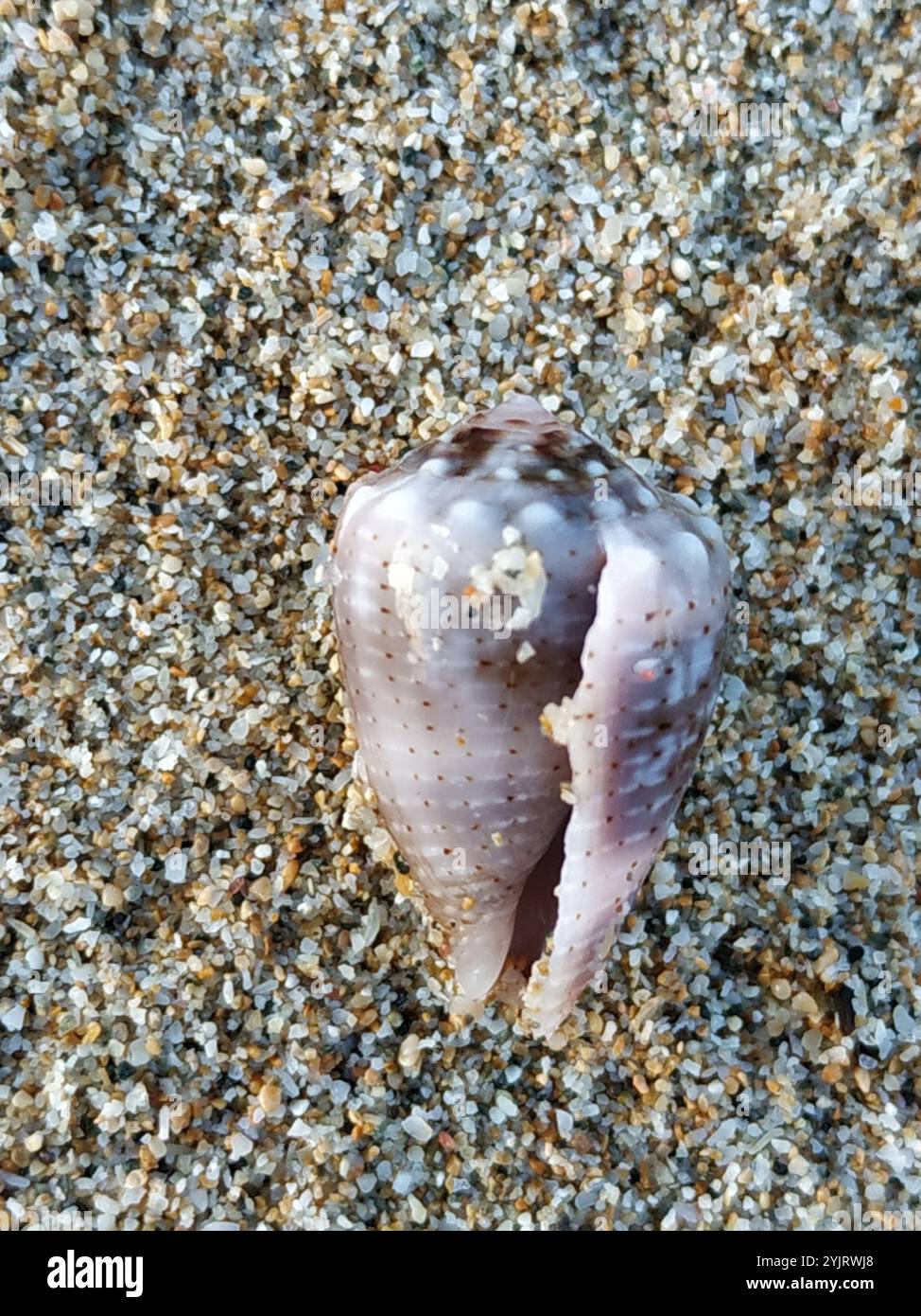 Coronated Cone (Conus coronatus Stock Photo - Alamy