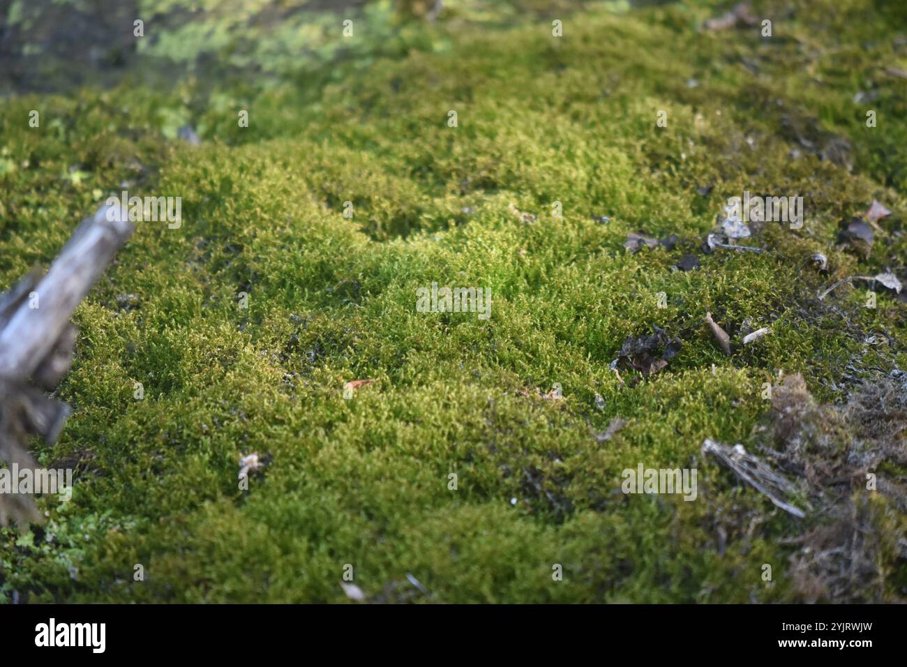 Sickle-leaved Hook-moss (Sanionia uncinata Stock Photo - Alamy