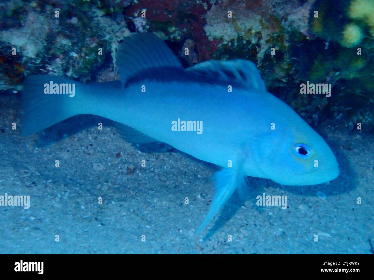 Red Sea Soapfish (Diploprion drachi Stock Photo - Alamy