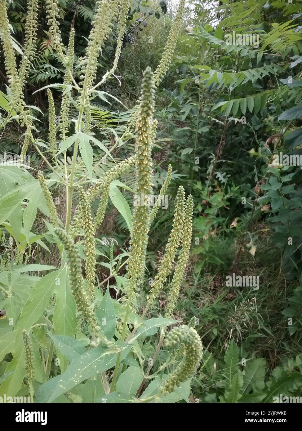 giant ragweed (Ambrosia trifida Stock Photo - Alamy