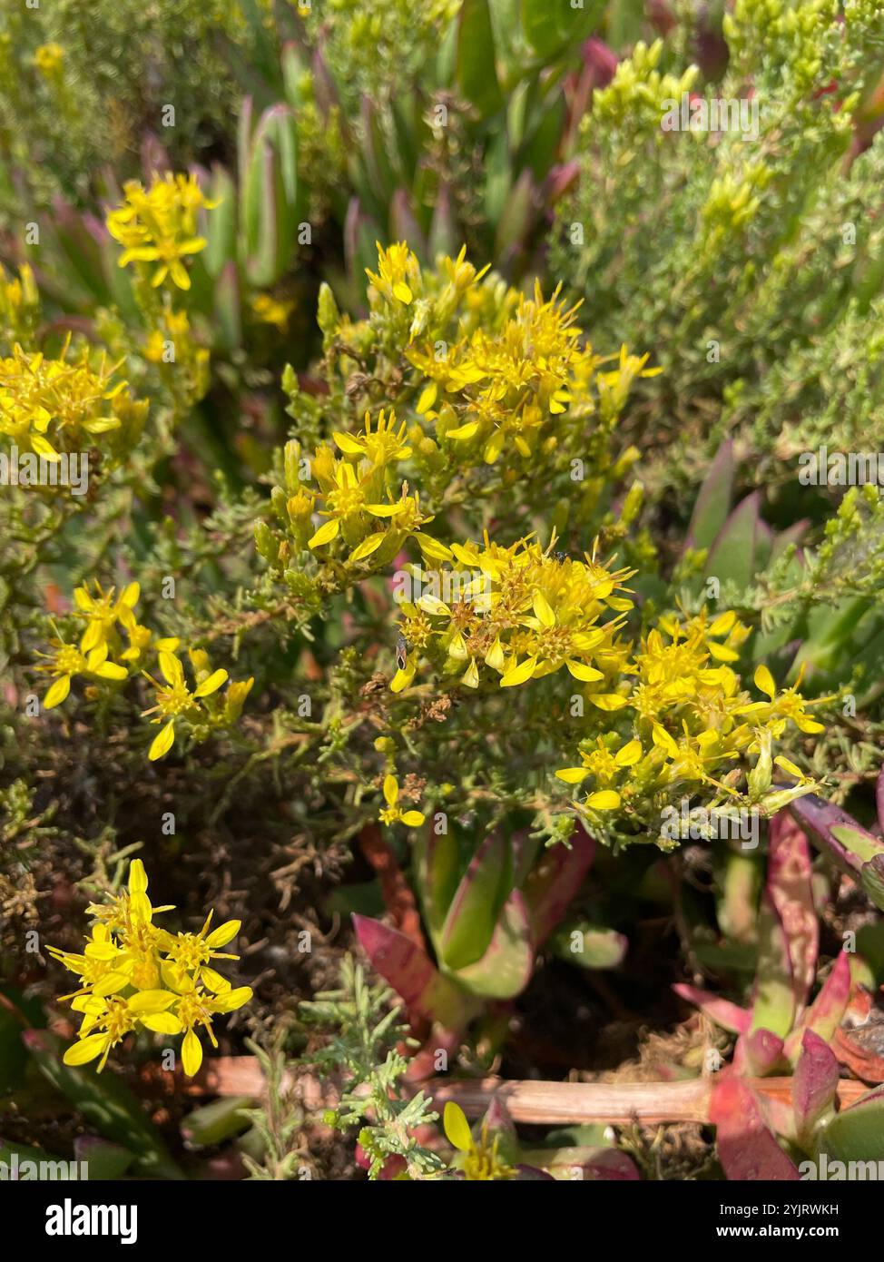 Ericameria ericoides hi-res stock photography and images - Alamy