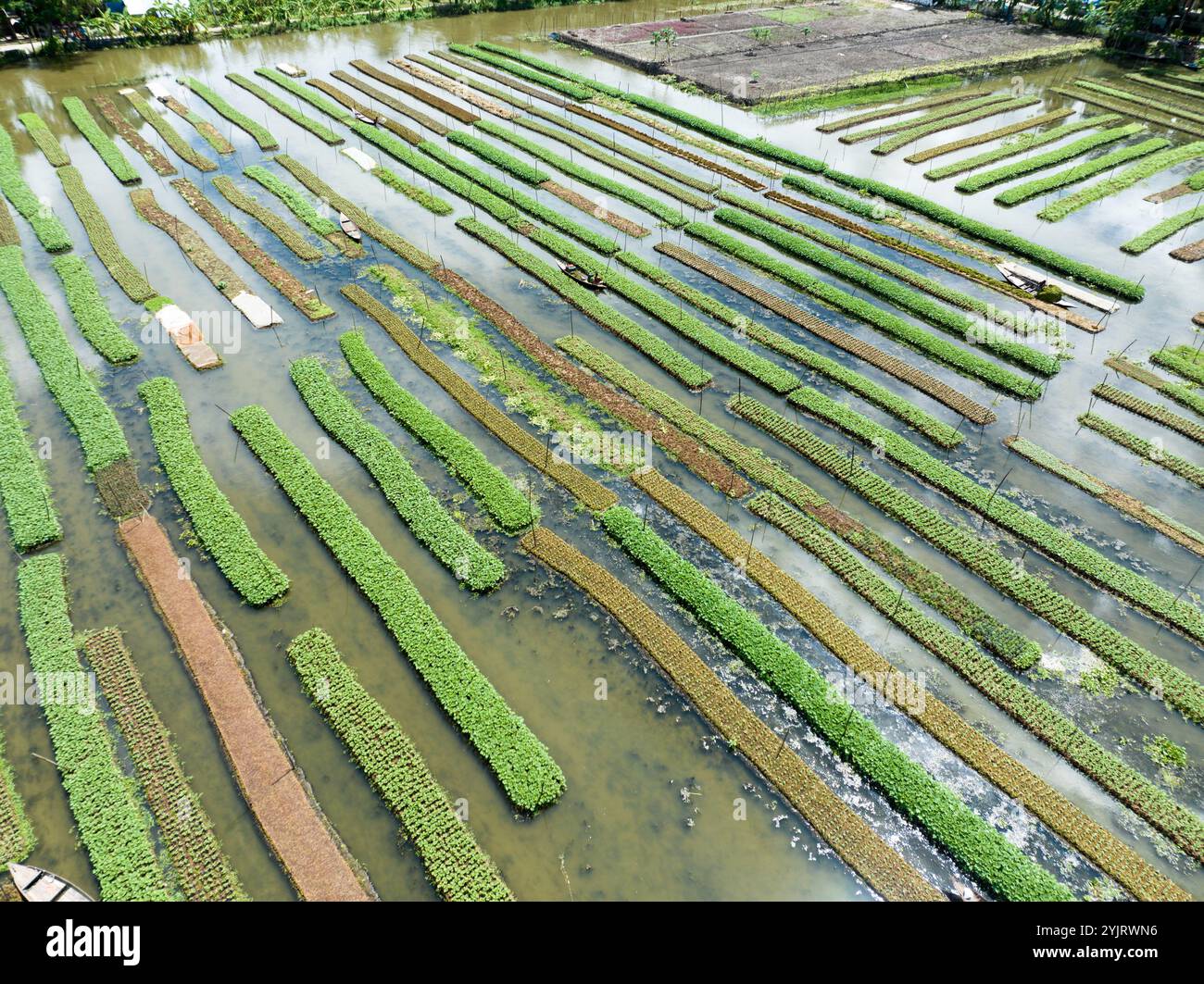 Farmers in low laying areas in Bangladesh choose floating farming ...