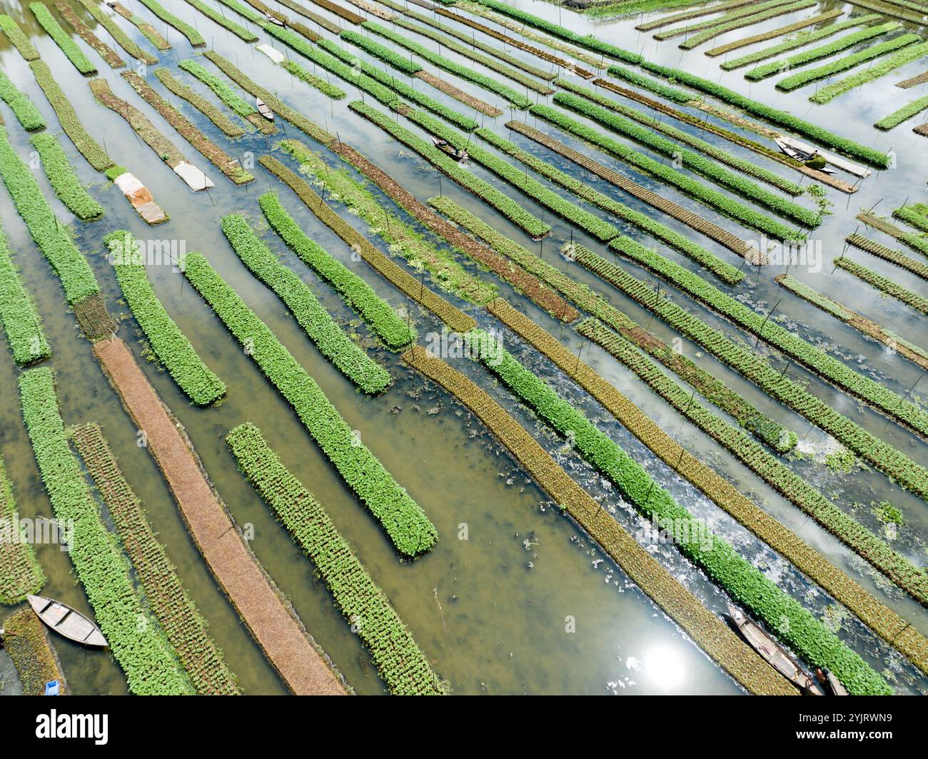 Farmers in low laying areas in Bangladesh choose floating farming ...