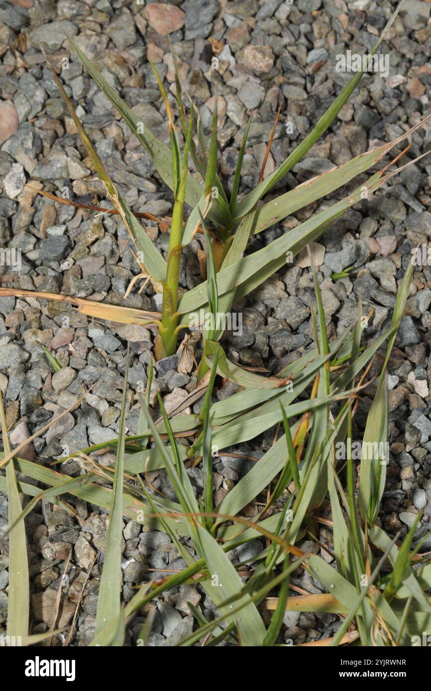 common cordgrass (Sporobolus anglicus Stock Photo - Alamy