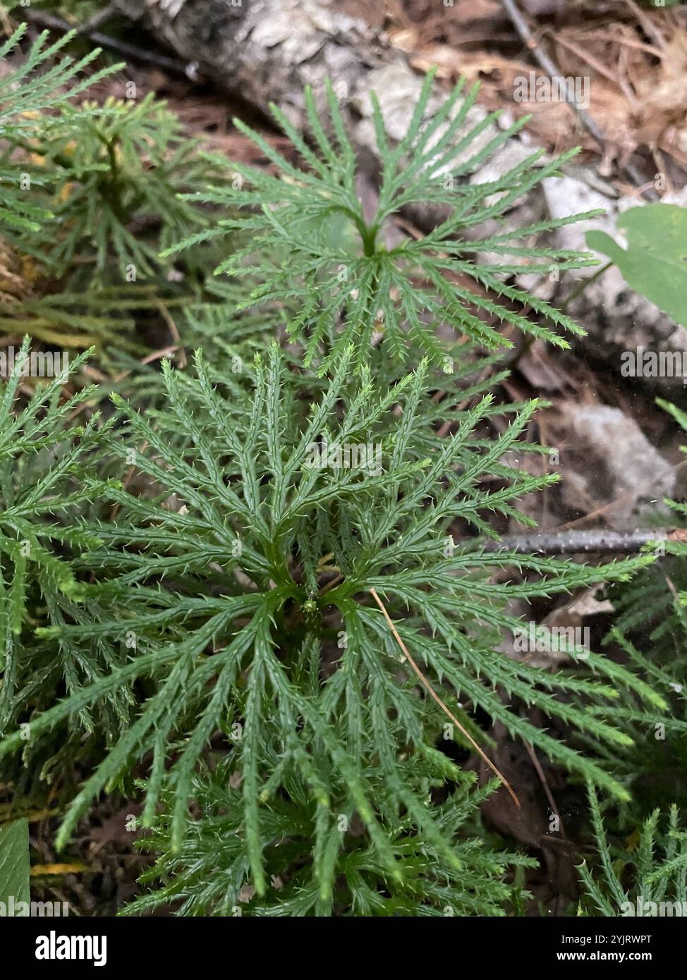 fan clubmoss (Diphasiastrum digitatum Stock Photo - Alamy