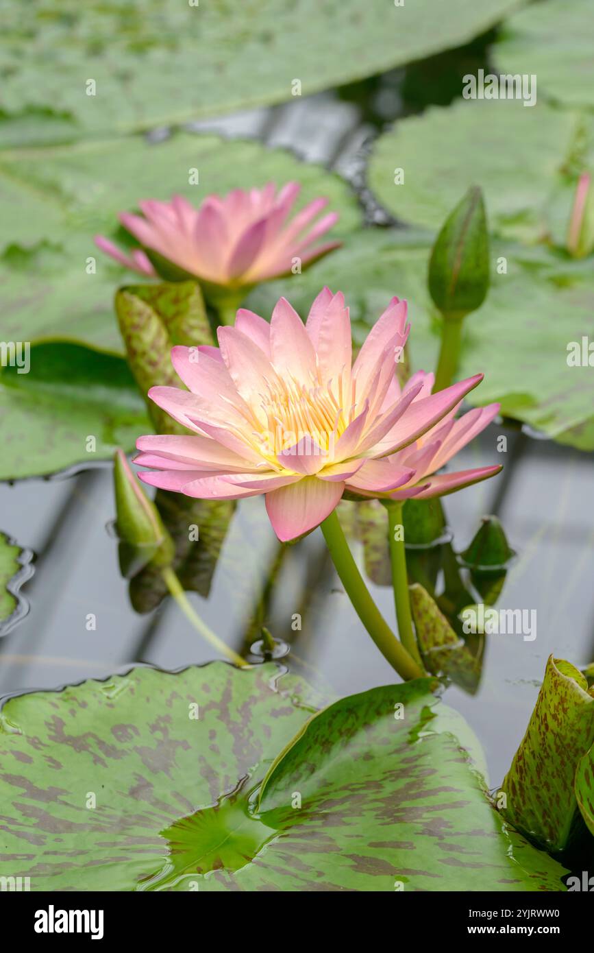 Seerose Nymphaea Albert Greenberg, Water Lily Nymphaea Albert Greenberg ...