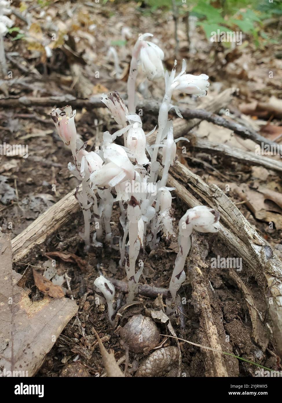 Ghost Pipe (Monotropa uniflora Stock Photo - Alamy