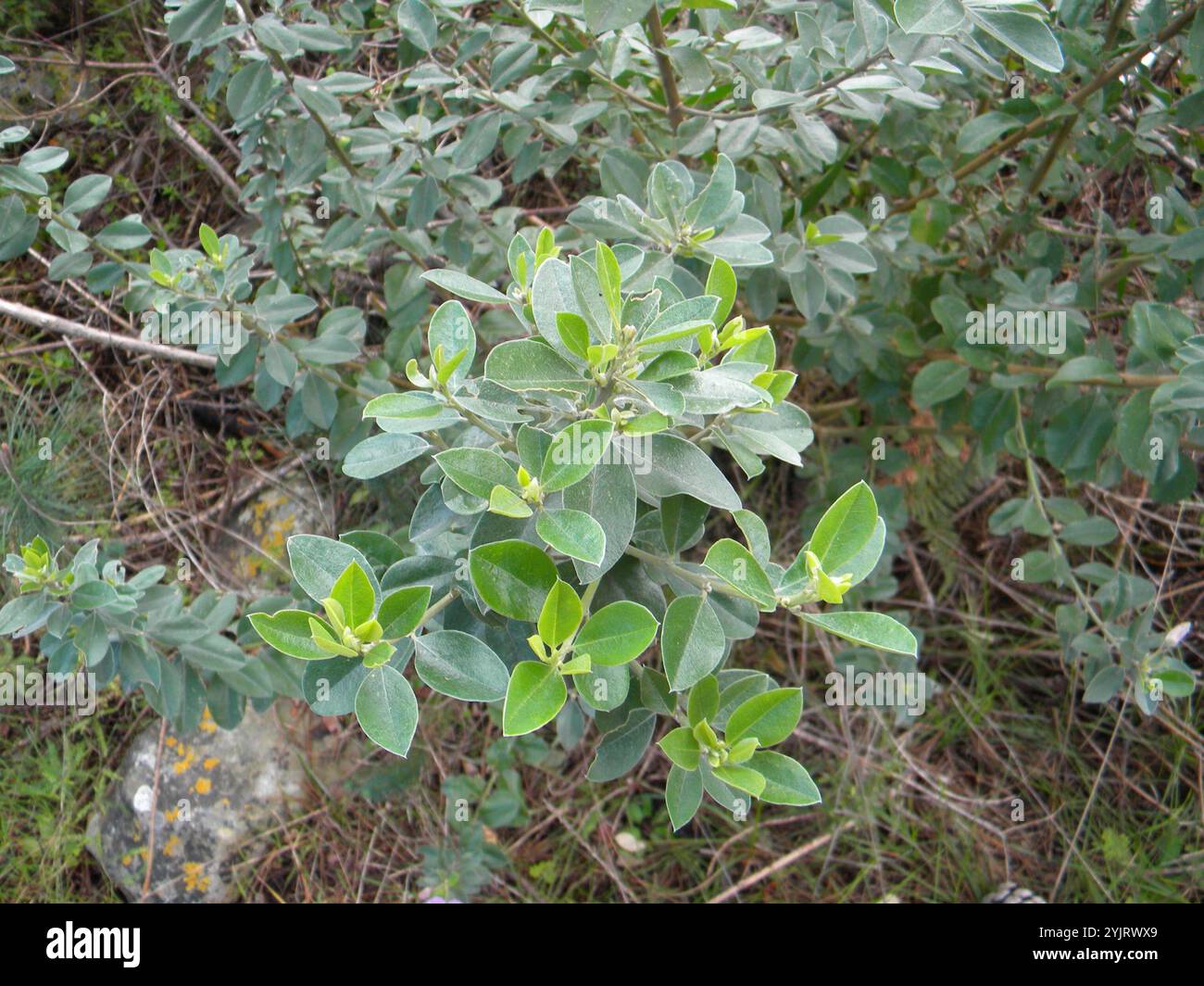 Water blossom pea (Podalyria calyptrata Stock Photo - Alamy