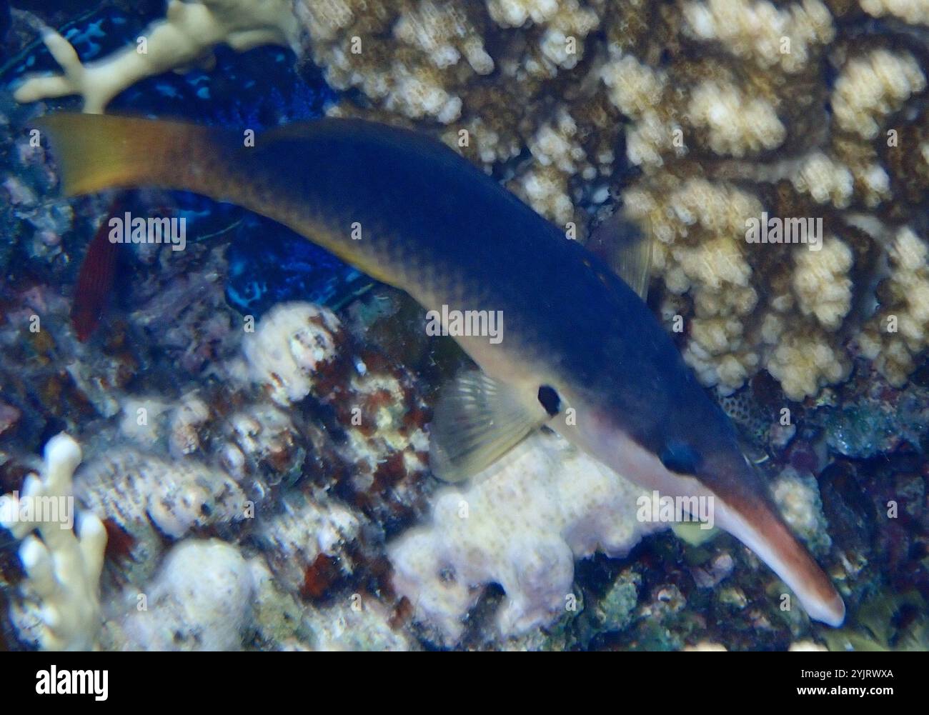Red Sea Bird Wrasse (Gomphosus klunzingeri Stock Photo - Alamy