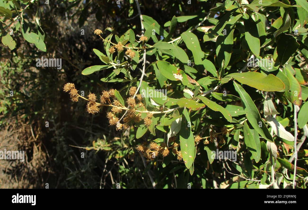 Wild Camphorbush (Tarchonanthus camphoratus Stock Photo - Alamy