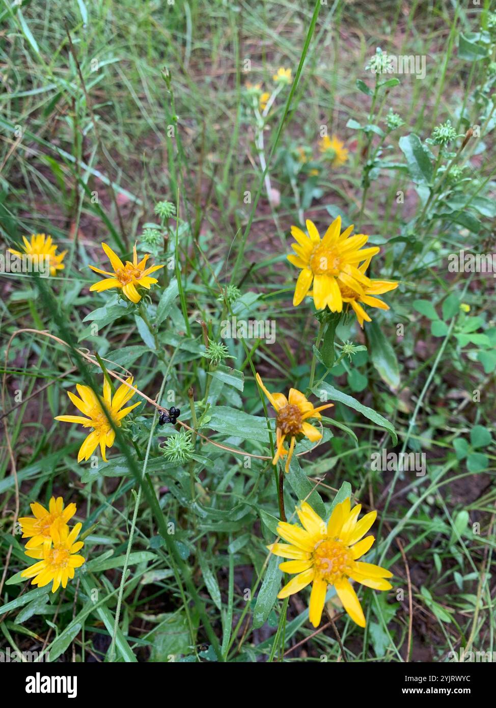 Curlycup Gumweed (Grindelia squarrosa Stock Photo - Alamy
