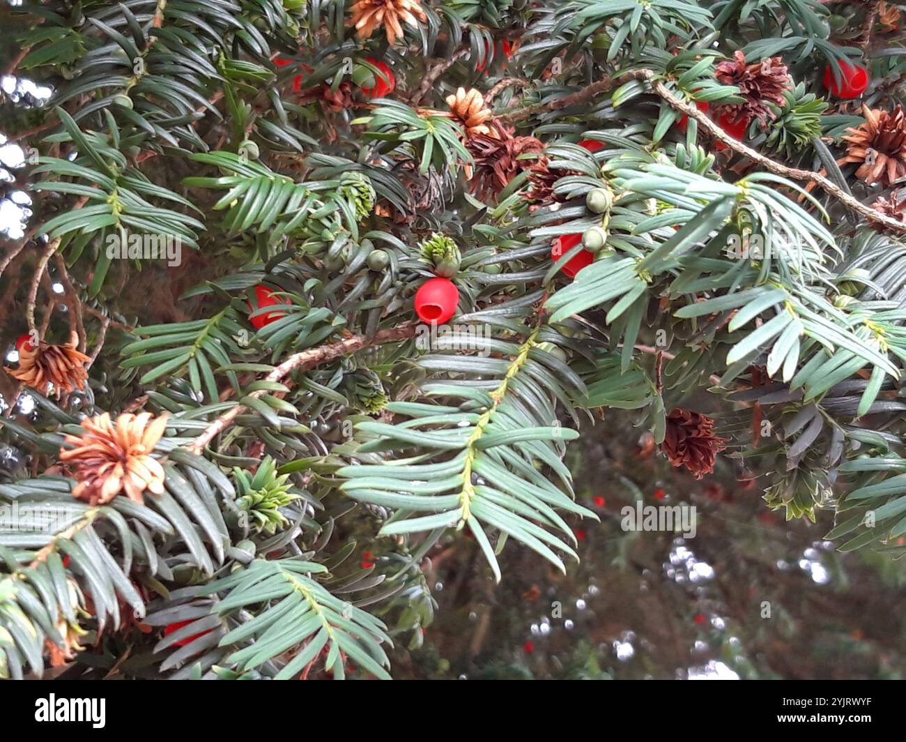 common yew (Taxus baccata Stock Photo - Alamy