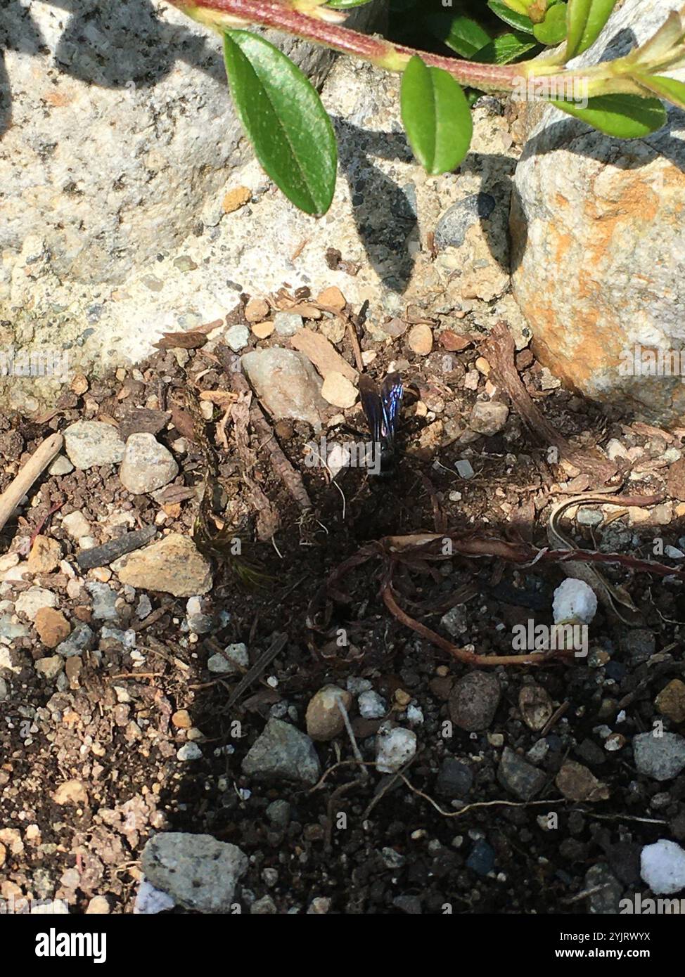 Spider Wasps (Pompilidae Stock Photo - Alamy