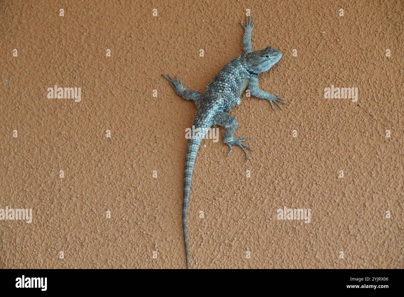 Yellow backed spiny lizard or desert spiny lizard hi-res stock ...