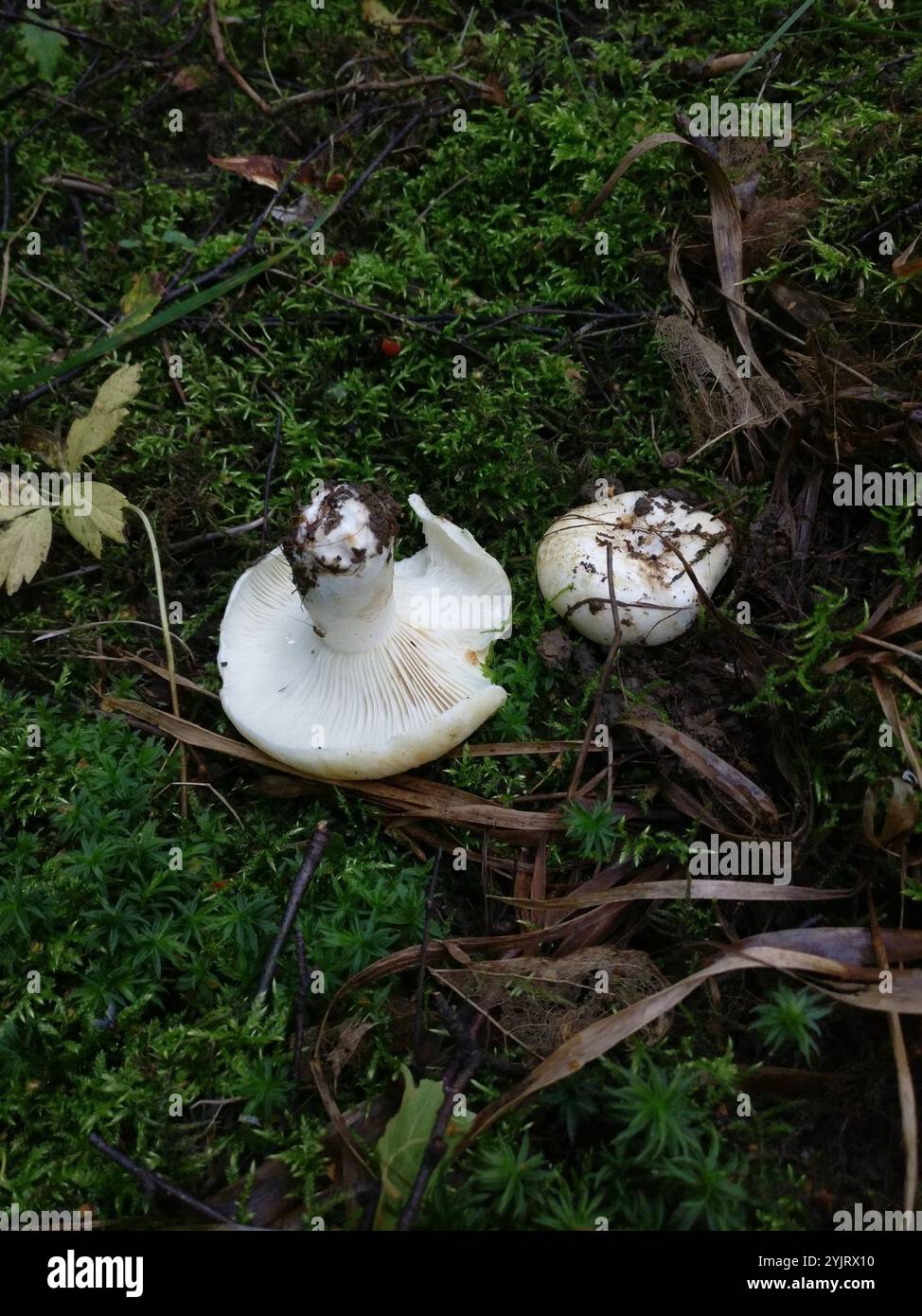 milk-white brittlegill (Russula delica Stock Photo - Alamy