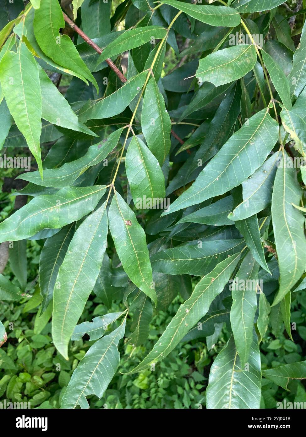 water hickory (Carya aquatica Stock Photo - Alamy