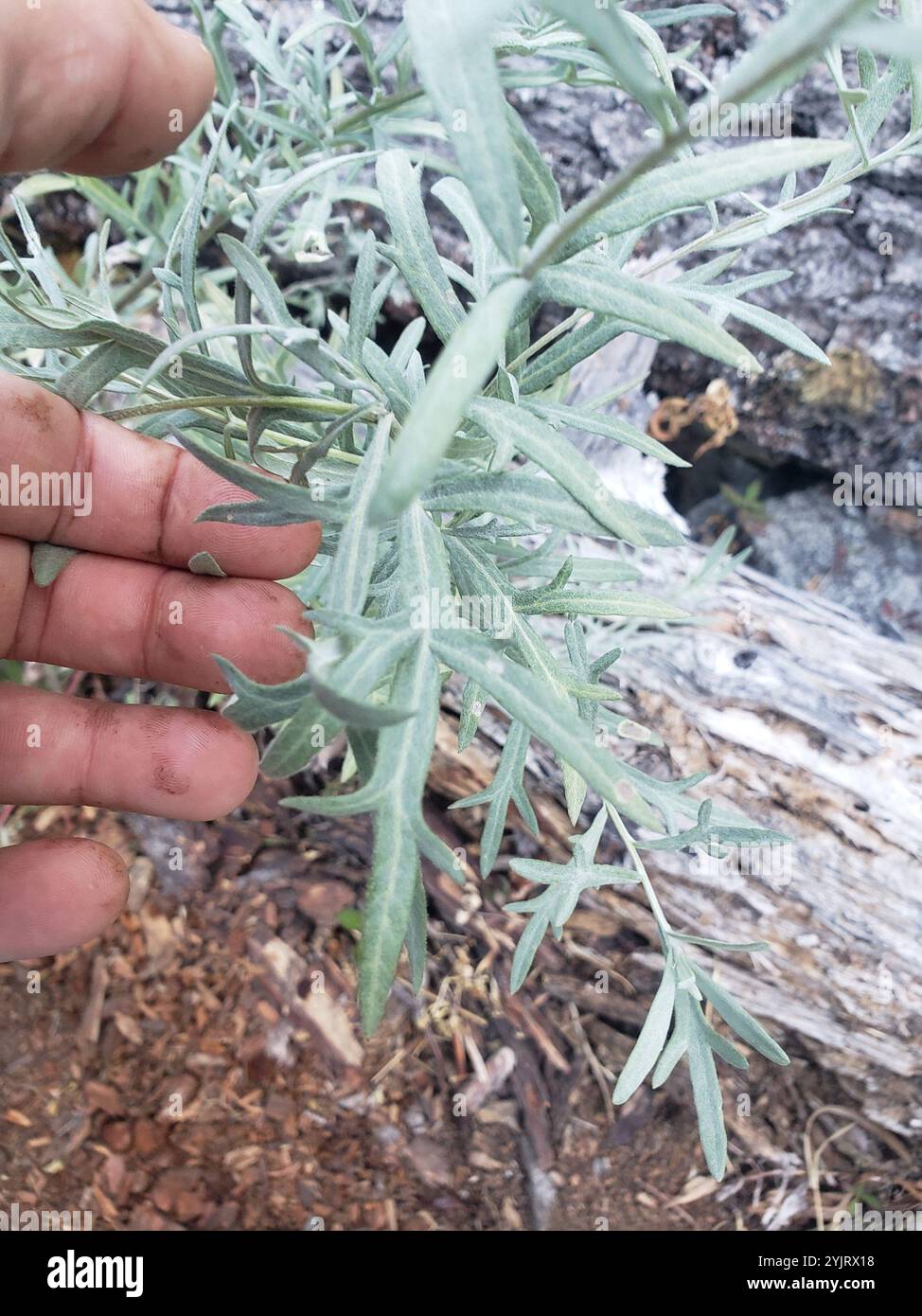 Silver Wormwood (Artemisia ludoviciana Stock Photo - Alamy