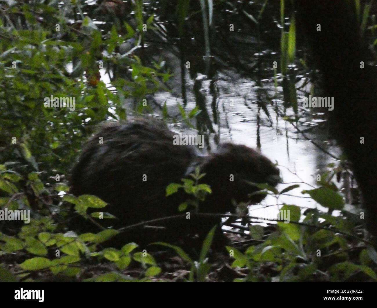 Eurasian Beaver (Castor fiber Stock Photo - Alamy