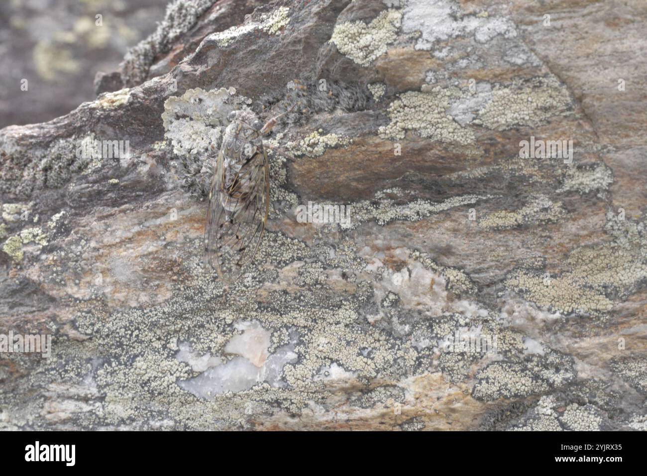 Ash Cicada (Cicada orni Stock Photo - Alamy