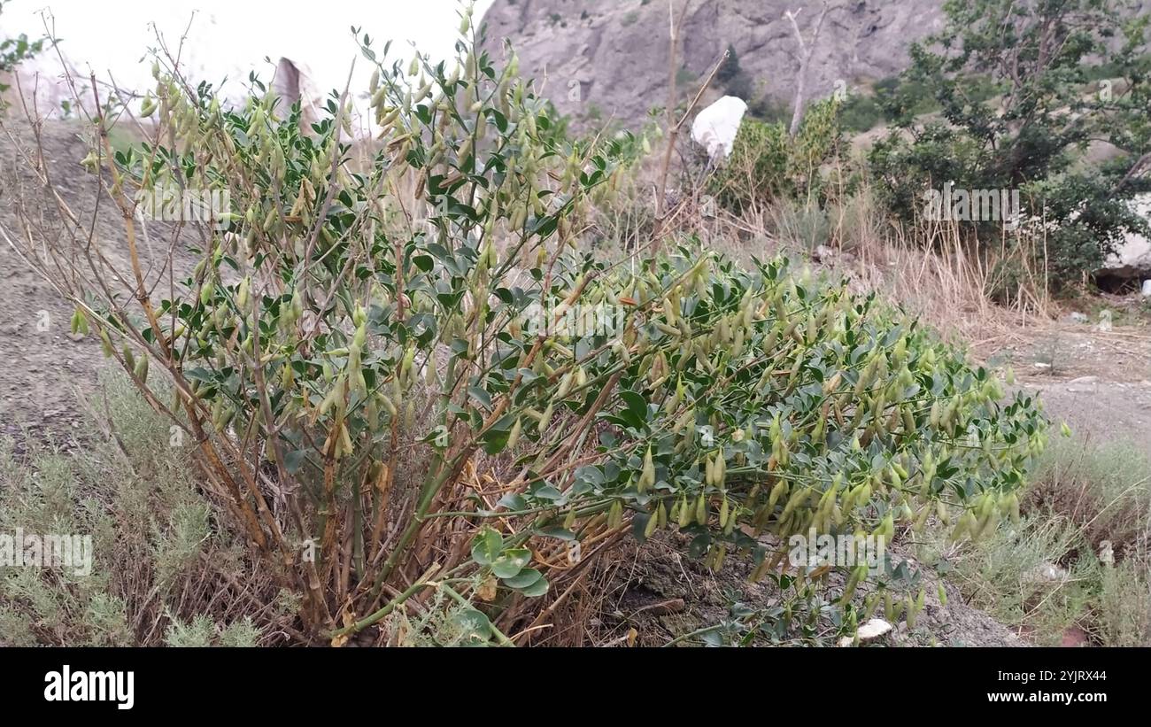Syrian bean-caper (Zygophyllum fabago Stock Photo - Alamy