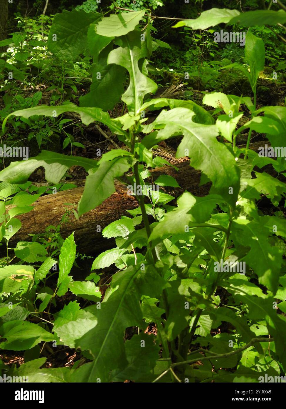 tall blue lettuce (Lactuca biennis Stock Photo - Alamy