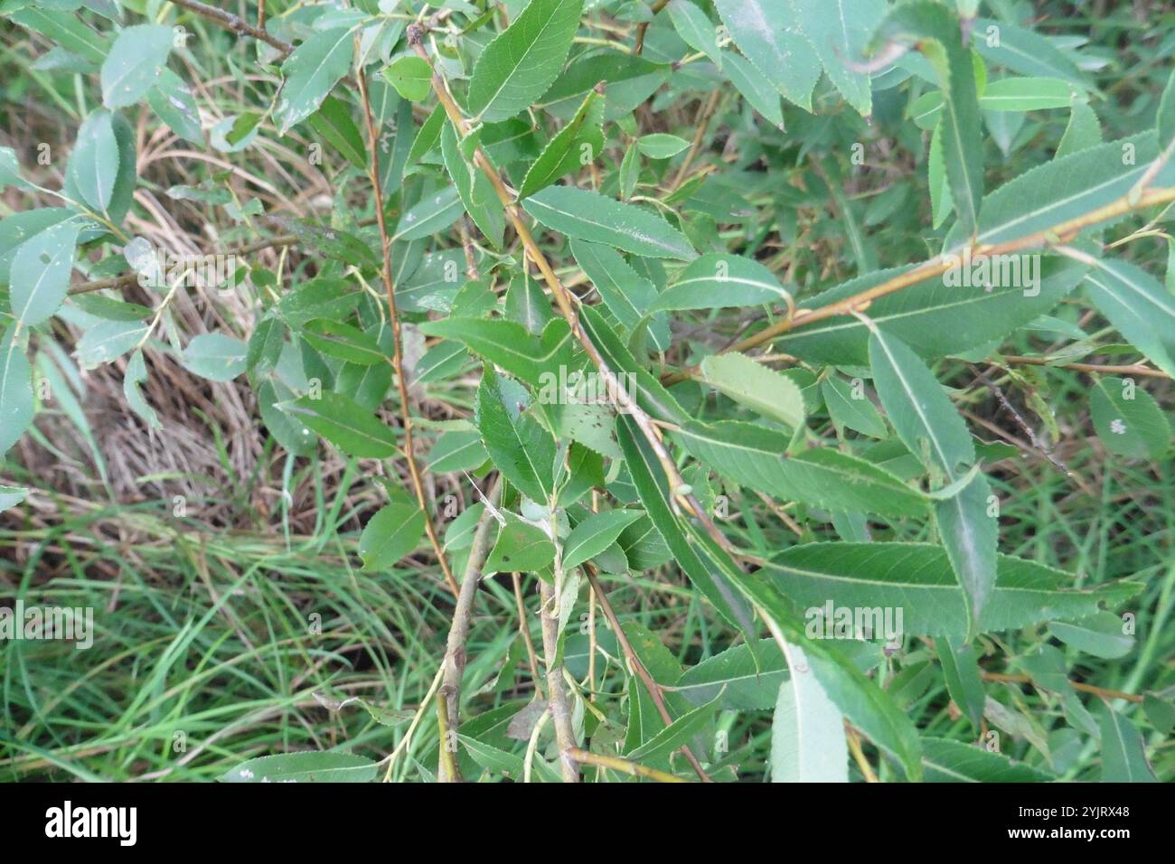 Almond Willow (Salix triandra Stock Photo - Alamy