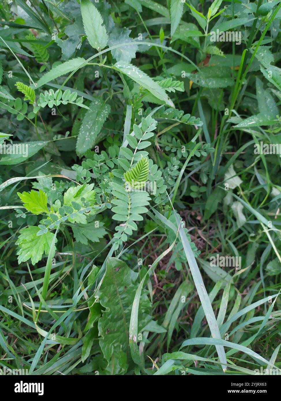 Chickpea Milkvetch (Astragalus cicer Stock Photo - Alamy