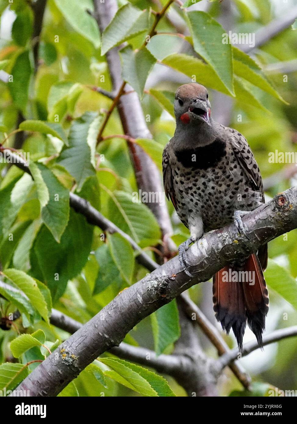 Northern Flicker (Colaptes auratus Stock Photo - Alamy
