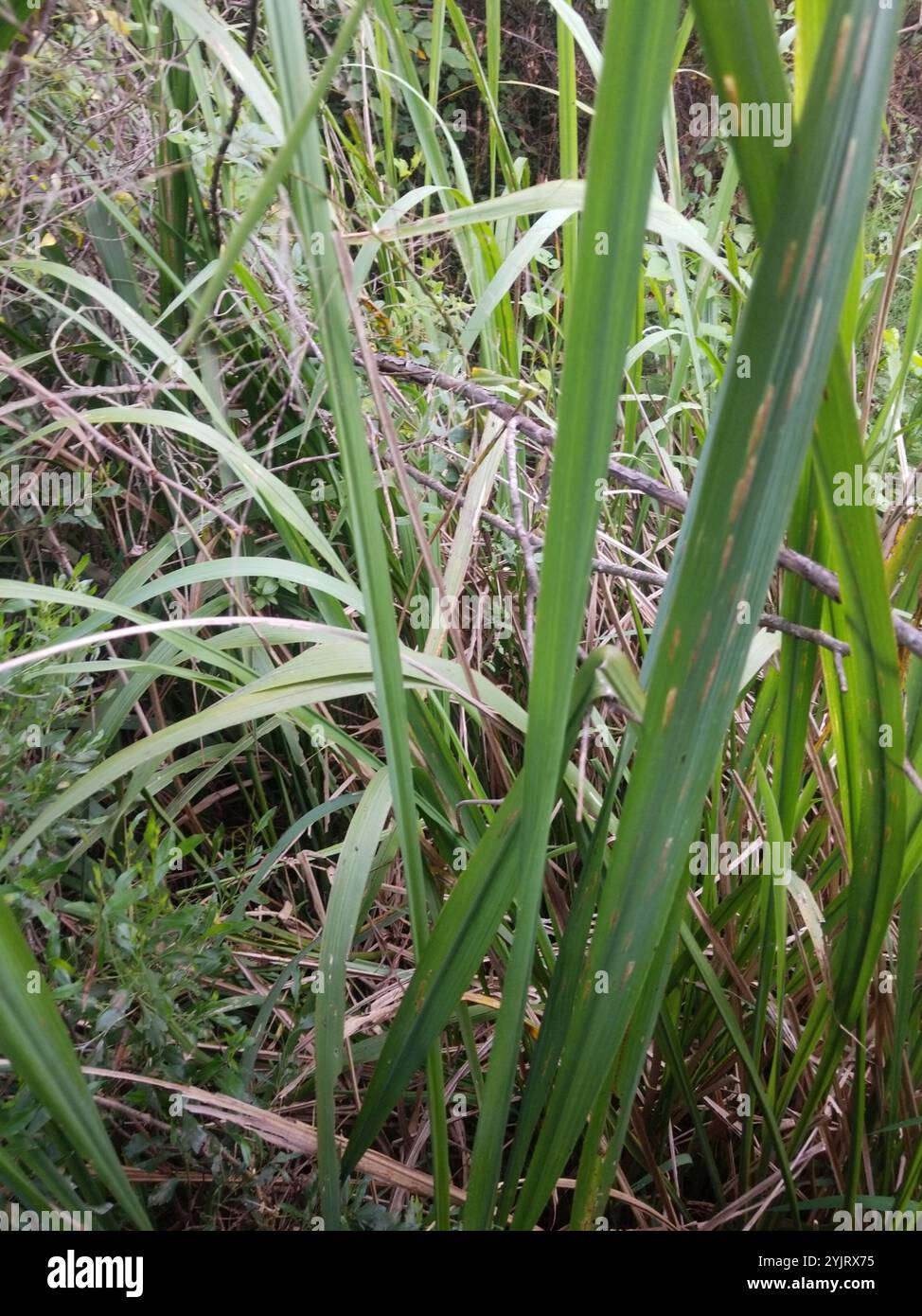 Giant Cutgrass (Zizaniopsis miliacea Stock Photo - Alamy