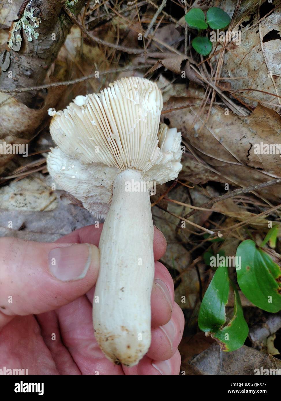 Green Quilt Russula (Russula crustosa Stock Photo - Alamy