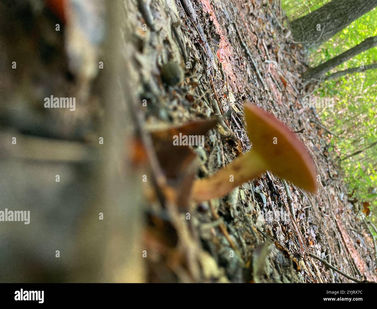 Ruby Bolete (Hortiboletus rubellus Stock Photo - Alamy