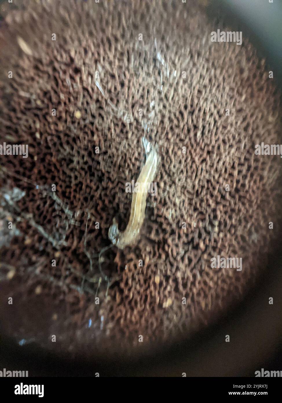 Predatory Fungus Gnats (Keroplatidae Stock Photo - Alamy