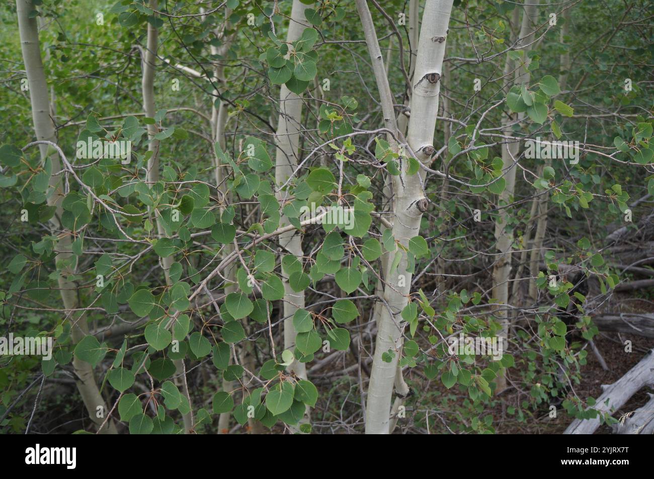 trembling aspen (Populus tremuloides Stock Photo - Alamy