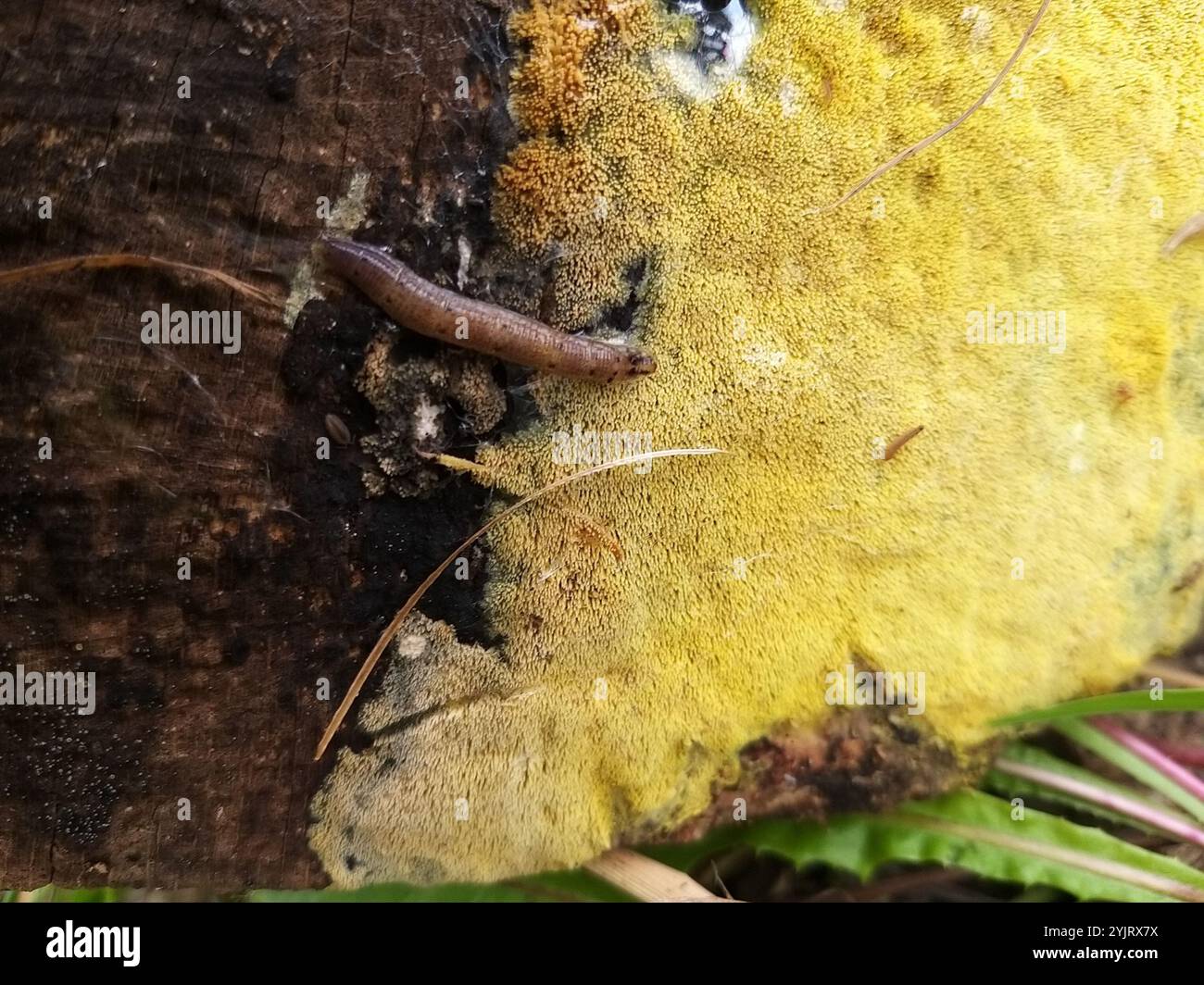 Predatory Fungus Gnats (Keroplatidae Stock Photo - Alamy
