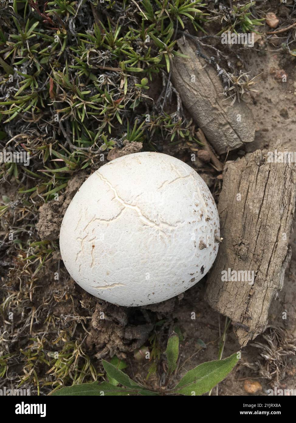 Western Giant Puffball (Calvatia booniana Stock Photo - Alamy